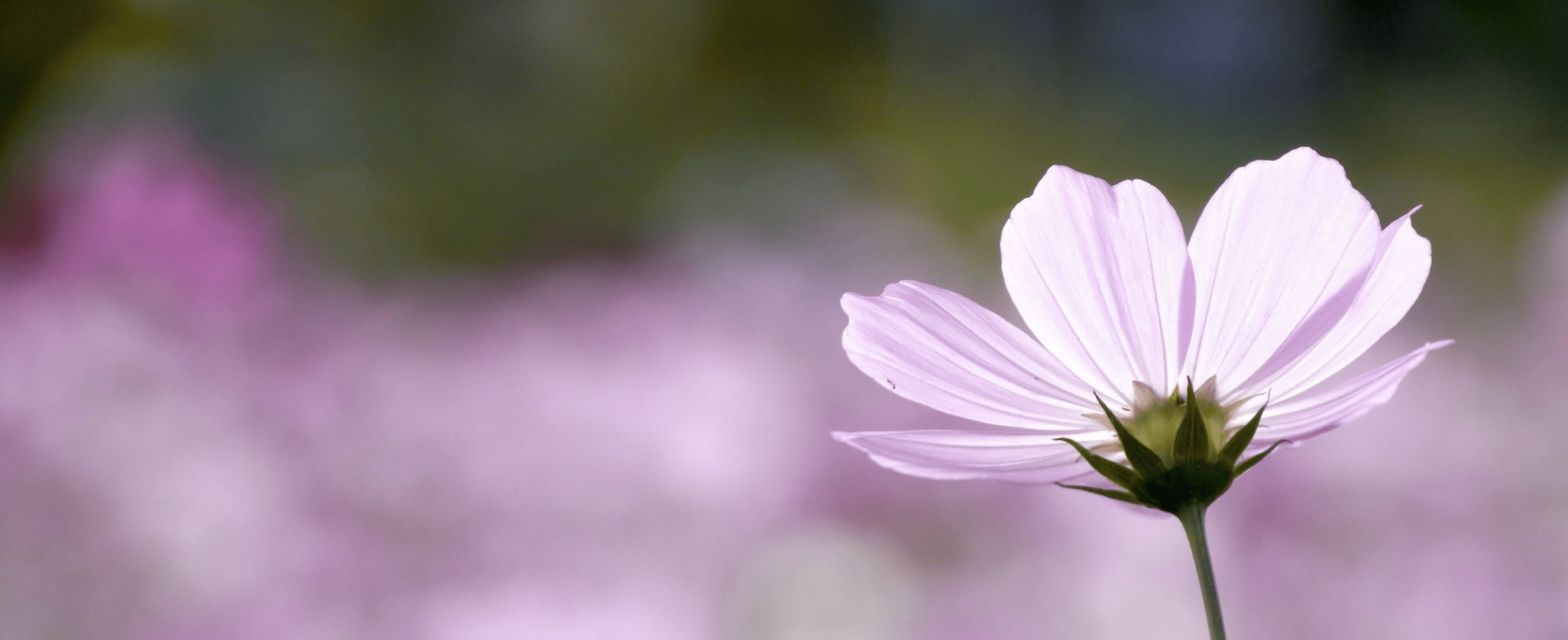 Property Beautification Awards - Town of Portugal Cove – St. Philips