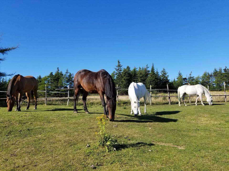 Votes Needed to Support Local Organization Stable Life Inc - Town of ...